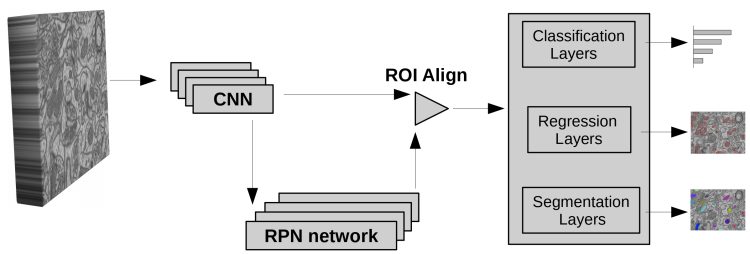 Object Detection Algorithms for Medical Image Segmentation: The Case of Mask R-CNN | BMD Software